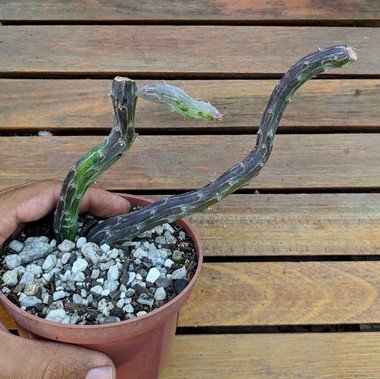 Le Jardin - Cactos e Suculentas