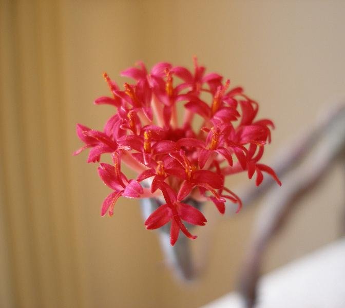 Le Jardin - Cactos e Suculentas