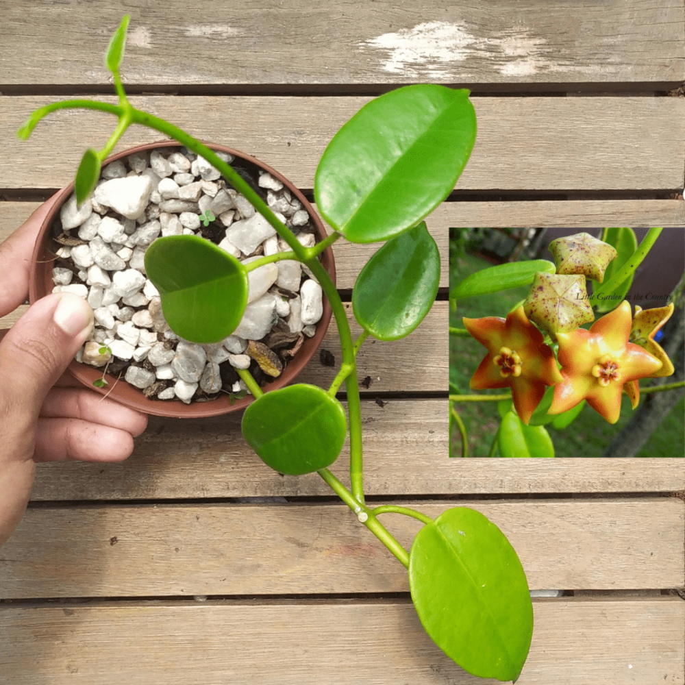 Le Jardin - Cactos e Suculentas