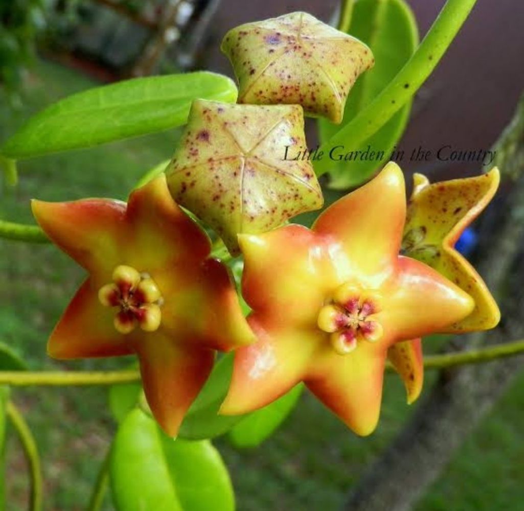 Le Jardin - Cactos e Suculentas