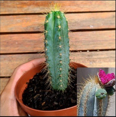 Le Jardin - Cactos e Suculentas