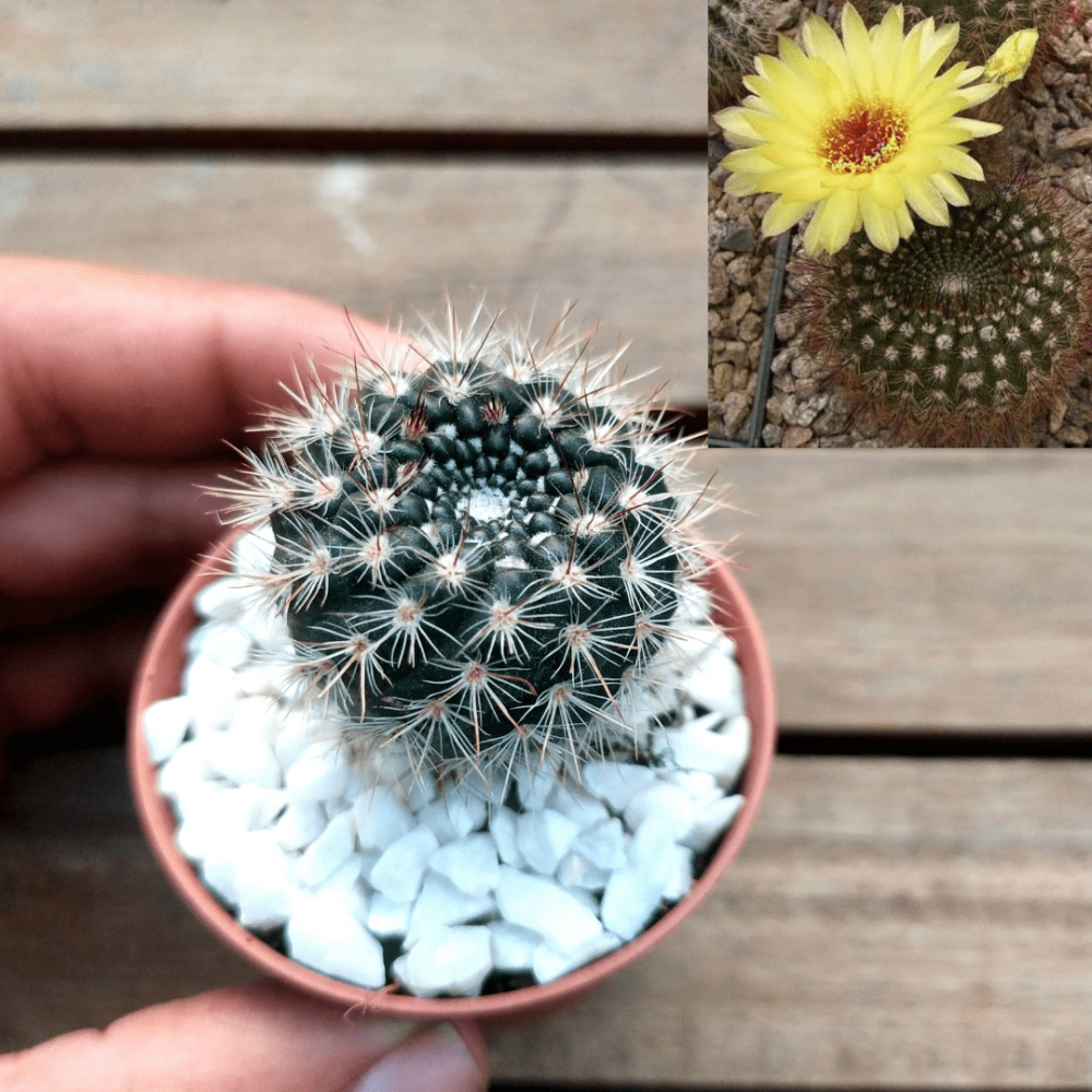 Le Jardin - Cactos e Suculentas