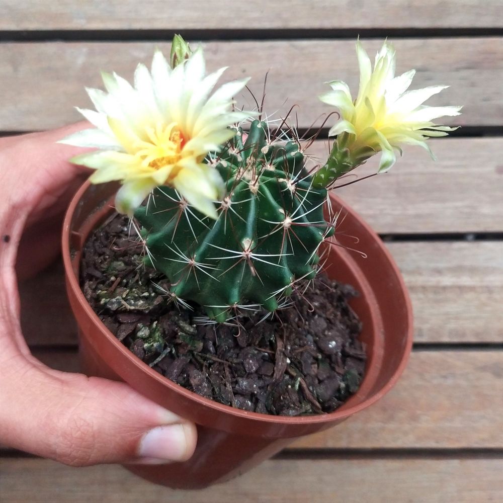 Le Jardin - Cactos e Suculentas