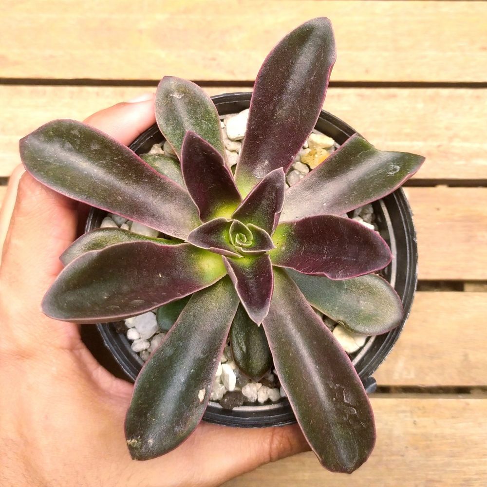 Le Jardin - Cactos e Suculentas