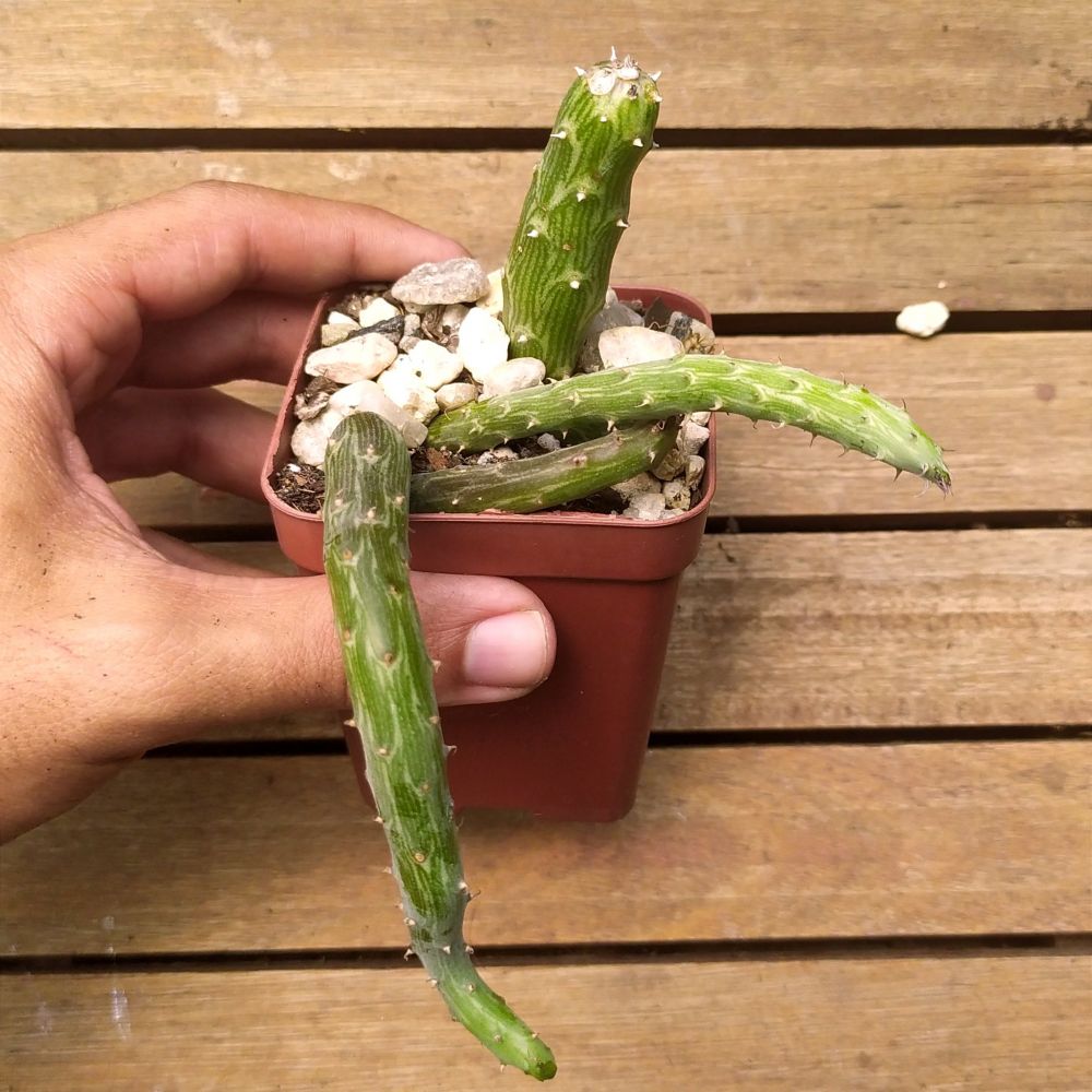 Le Jardin - Cactos e Suculentas