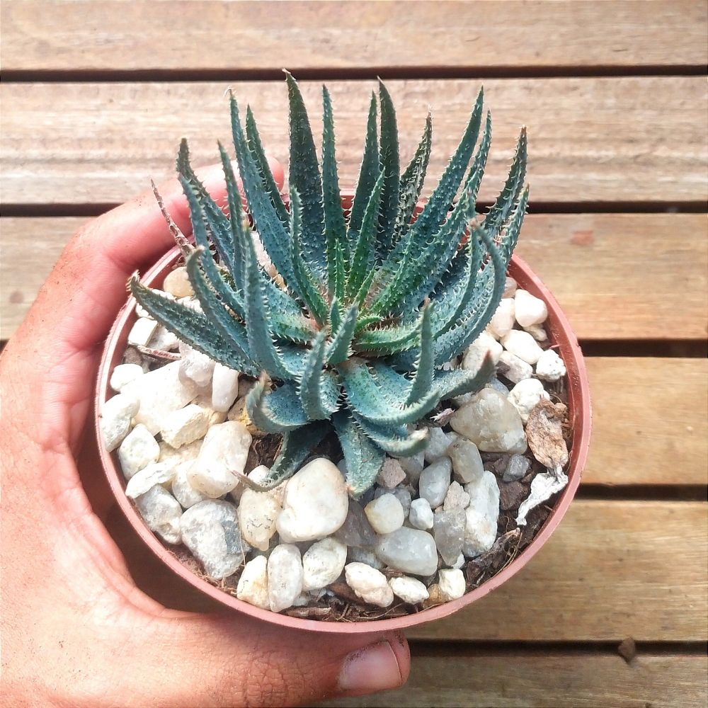 Le Jardin - Cactos e Suculentas