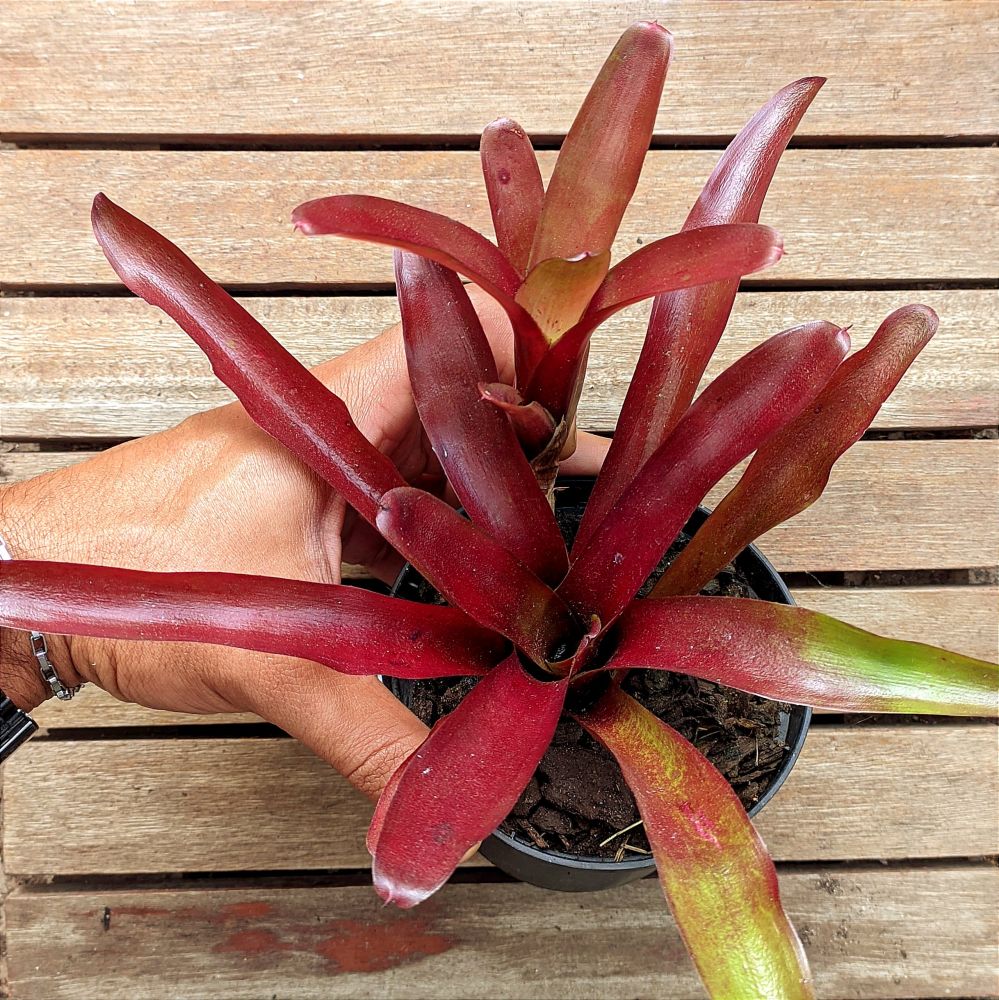 Le Jardin - Cactos e Suculentas