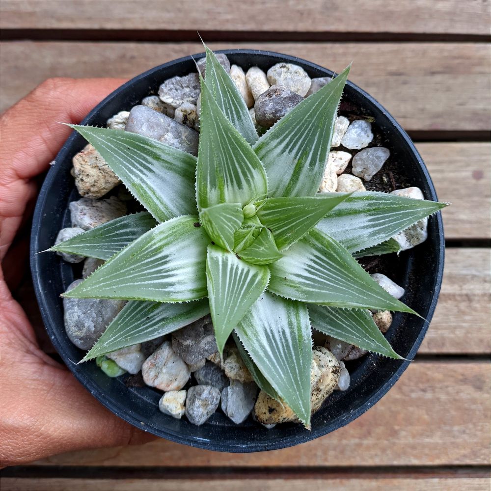 Le Jardin - Cactos e Suculentas