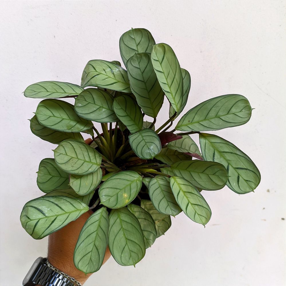 Le Jardin - Cactos e Suculentas