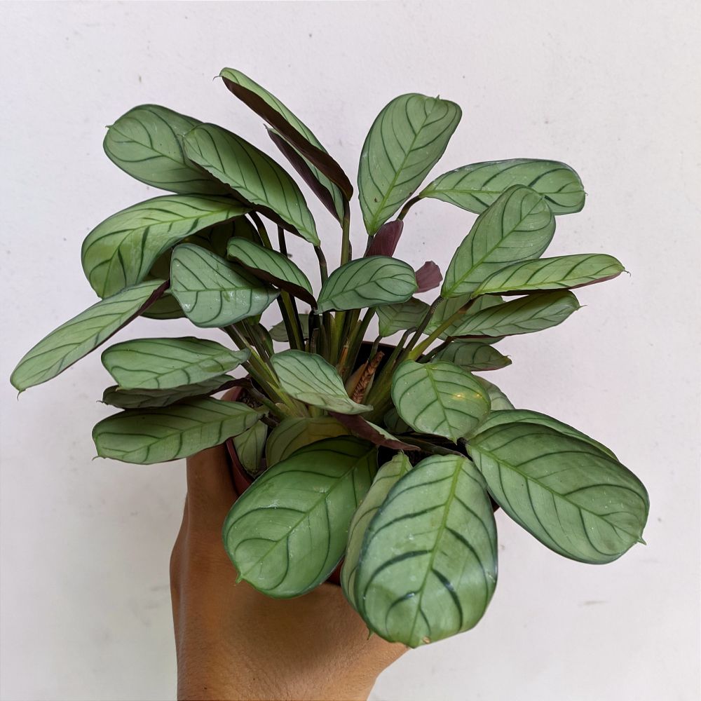 Le Jardin - Cactos e Suculentas